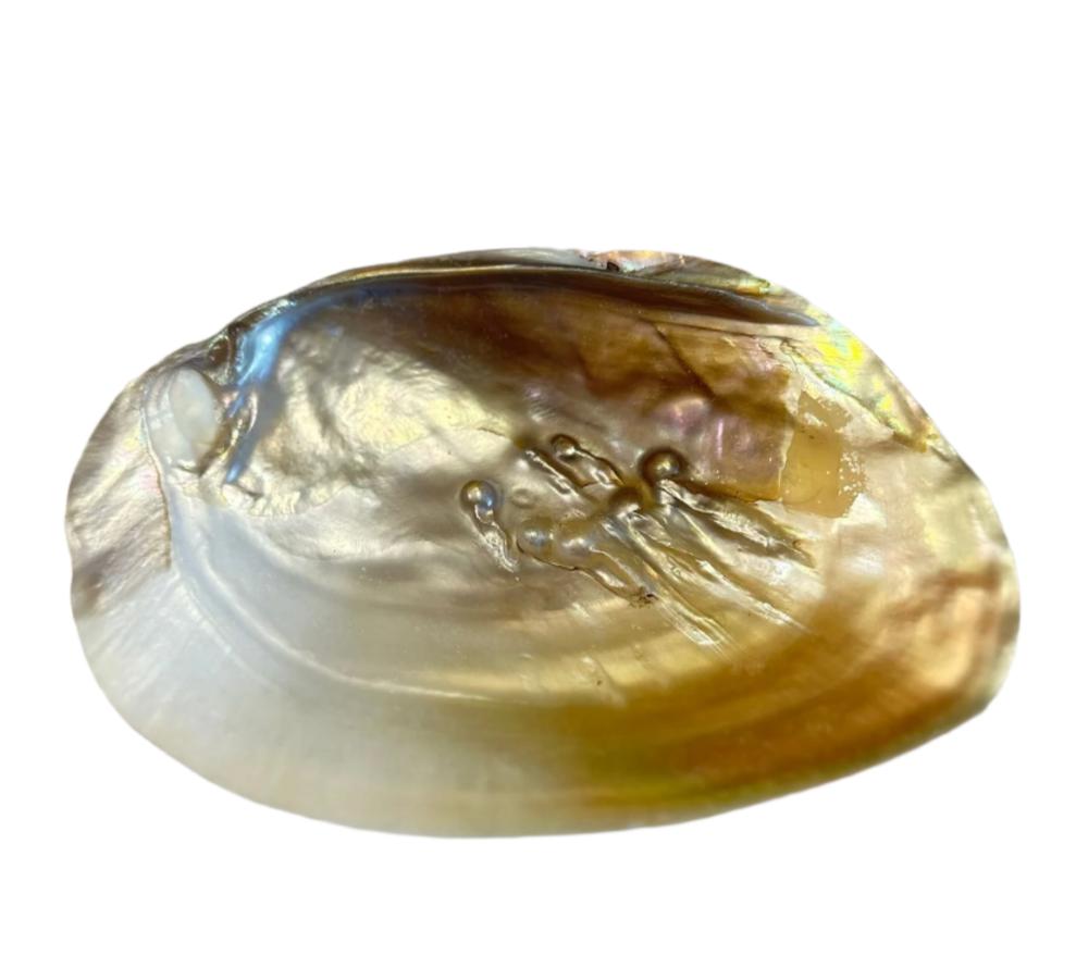 Natural Freshwater Mother of Pearl Shell for Crafts – ARANZASU